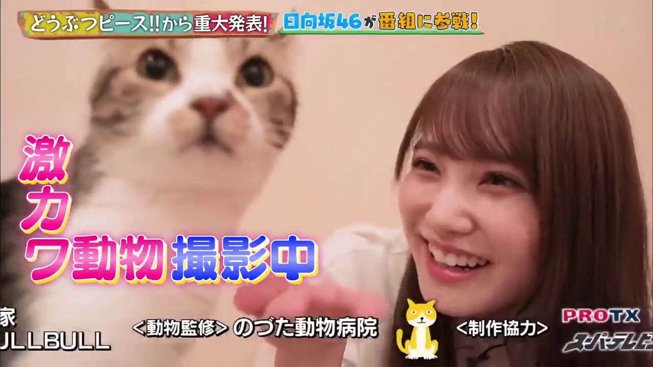 【日向坂46】『どうぶつピース！！』 2020.8.20 - YAYAFA