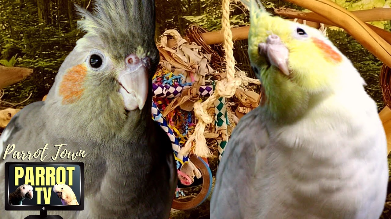 Bird Room Buddies | Keep Your Parrot Happy with Bird Room Sounds | Parrot TV for Birds🦜 - YAYAFA