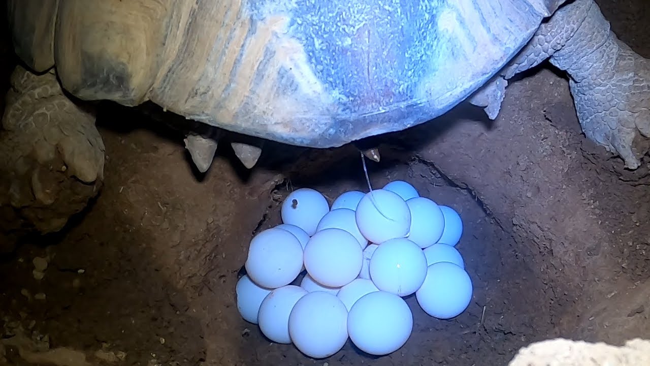 Tortoise Laying Eggs - YAYAFA
