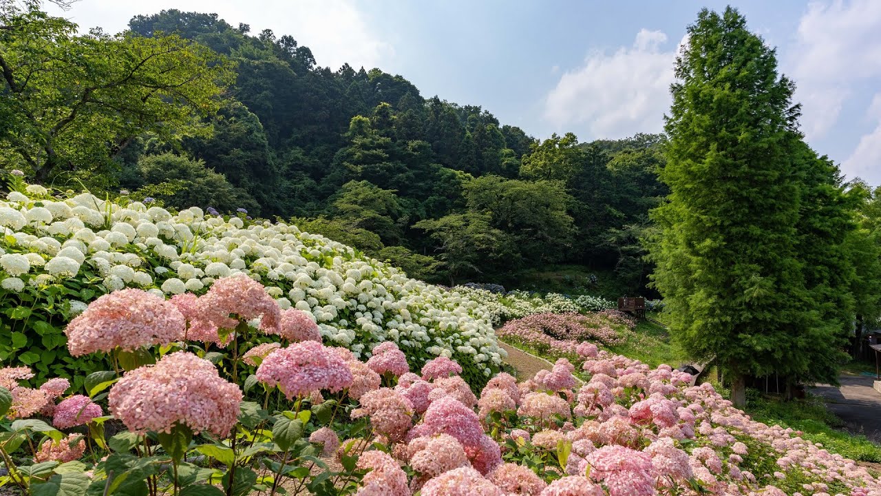 東京サマーランドのあじさい園 [4K] （東京都あきる野市）2023/6/25 - YAYAFA