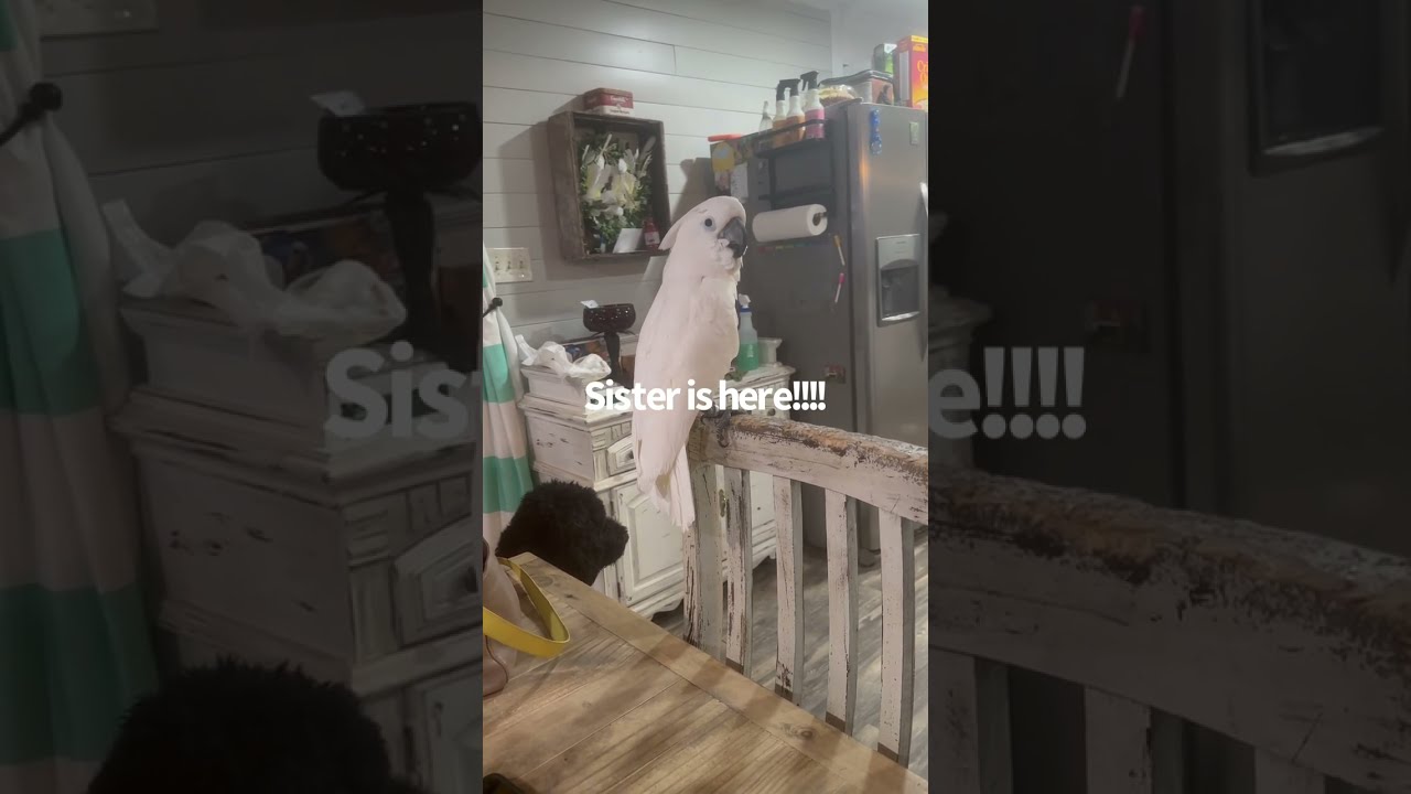 Buster & the crew… rant, visiting the ladies & surprise sister is here ...