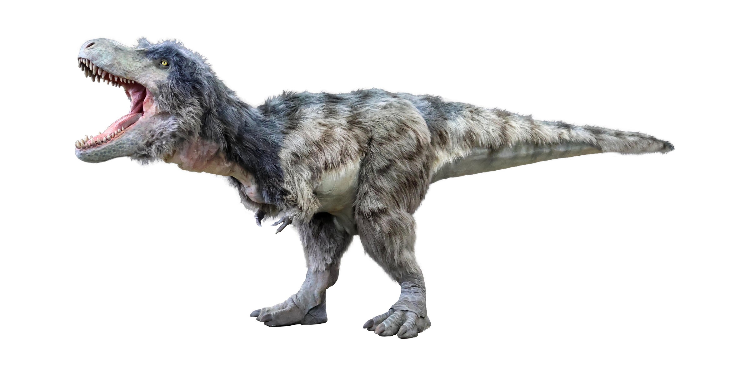 体験型「恐竜」ライブエンターテインメント「DINO SAFARI 2025」羽毛に覆われた若きティラノサウルスのビジュアルを初公開！ | 株式会社ON-ARTのプレスリリース - YAYAFA